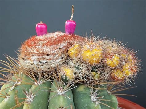 50 Seeds Melocactus Oreas Variegated Montrose Cacti Rare Exotic Cactus