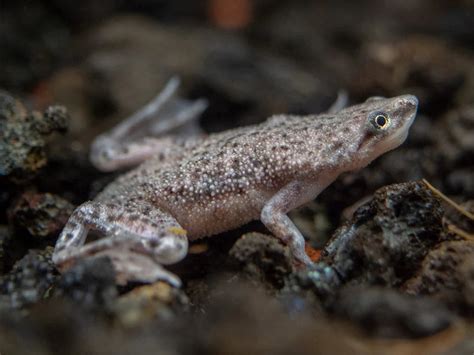 Live African Dwarf Frogs For Sale Online 100 Live Arrival Guaranteed