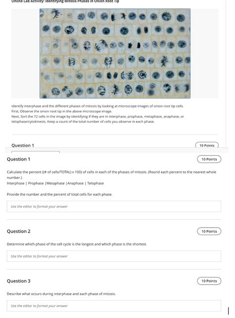 Solved Identify Interphase And The Different Phases Of