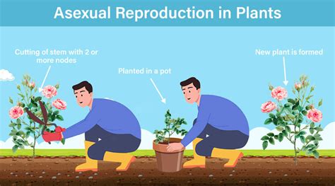 Plant Reproduction Types Key Methods And Examples