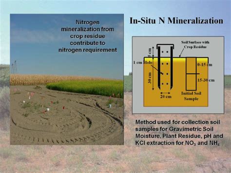In Situ Nitrogen Mineralization Measurement Technique Download Scientific Diagram