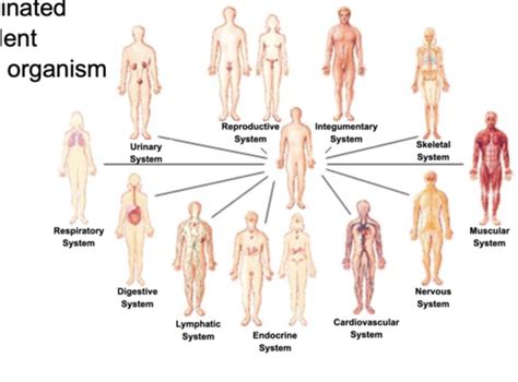 Anatomy Exam 1 Flashcards Quizlet