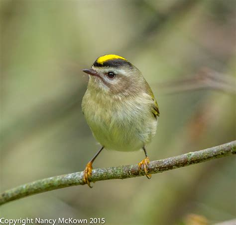 Photographing The Golden Crowned Kinglet And A Quick Exposure Check