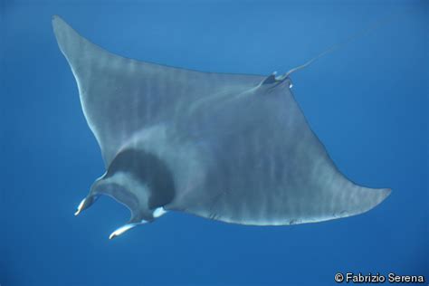 Devil Rays Fish Shorthorned Pygmy Devil Ray Mobula Kuhlii