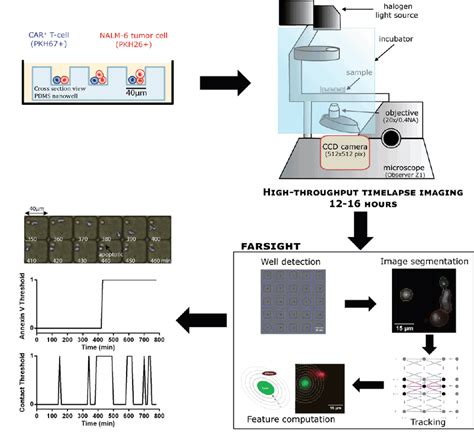 Figure S8 Timelapse Imaging Microscopy In Nanowell Grids Timing
