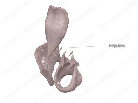 Cuneiform Cartilage Complete Anatomy
