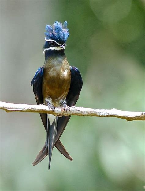 Treeswift Alchetron The Free Social Encyclopedia