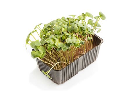 흰색 배경에 고립 된 무의 마이크로 그린 콩나물과 플라스틱 상자 측면 보기 닫기 건강한 생활방식에 대한 스톡 사진 및 기타 이미지 건강한 생활방식 건강한 식생활 날것