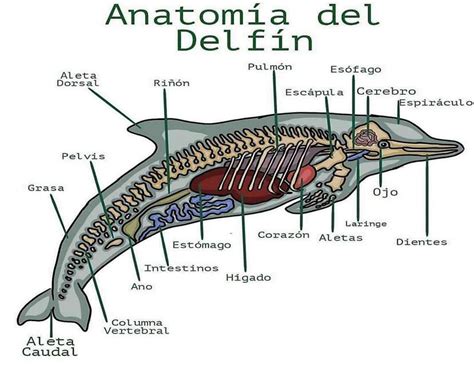 Ciencias Coronel Ciencias I Énfasis En Biología 2 Partes Y