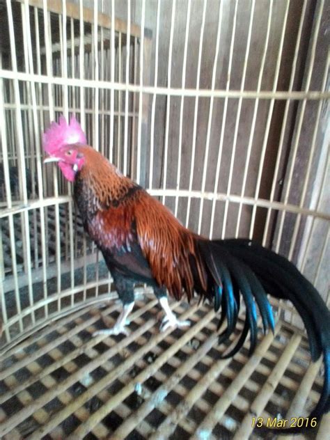 081390418867 Toko Jual Ayam Hias 089637822311 Ayam Bekisar Merah