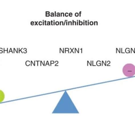 Image Illustrating The Factors That Influence The Excitationinhibition Download Scientific