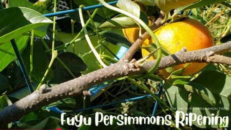 Fuyu Persimmon Tree Fruiting In Late June Edible Landscape Permaculture Food Forest Update