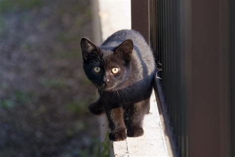 朝日の子猫たち 一日一猫