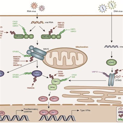 Negative Regulation Of Cytoplasmic Rna And Dna Sensor Pathways Viral