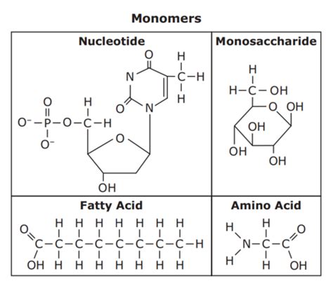 Macromolecule Quiz Flashcards Quizlet