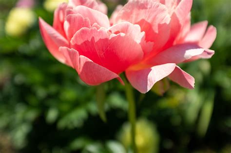 화창한 날에 흐릿한 녹색 배경에 분홍색 모란 새싹 출판 디자인 포스터 달력 게시물 화면 보호기 벽지 엽서 표지 웹 사이트에 대 한 생생한 모란 고품질 사진 0명에 대한 스톡