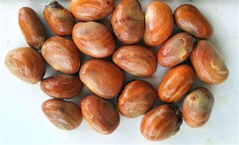 Cempedak In Tamil Classification Of Jackfruit And Cempedak Using Convolutional Neural N