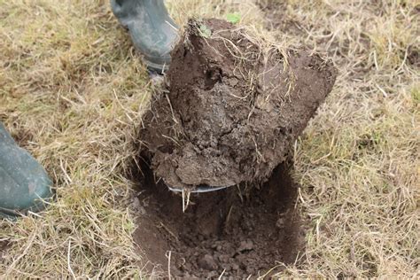 Grassland Reseeding A 12 Month Process Agrilandie
