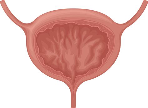 Human Bladder
