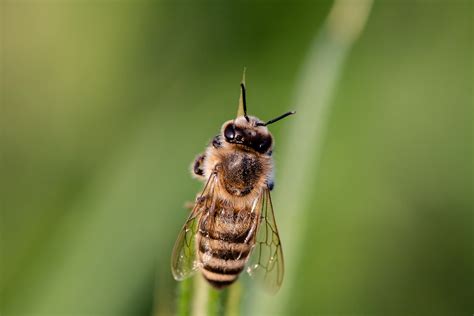 Learn To Love The Scientific Names Of Bees Honey Bee Suite
