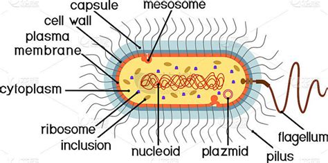 细菌细胞结构。原核细胞，具有类核、鞭毛、质粒、中体等细胞器