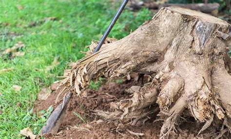 Tree Stump Removal Cost How Much To Remove A Tree Stump
