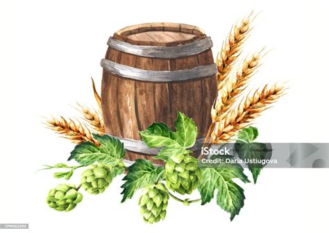 맥주와 신선한 녹색 홉과 밀과 보리의 이삭이 담긴 나무 통 손으로 그린 수채화 그림 흰색 배경에 고립 맥주에 대한 스톡 벡터