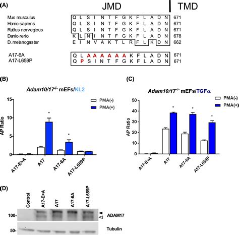 Substrate‐selective Protein Ectodomain Shedding By Adam17 And Irhom2 Depends On Their
