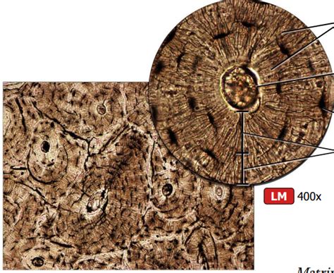 Bone Tissue Diagram Quizlet