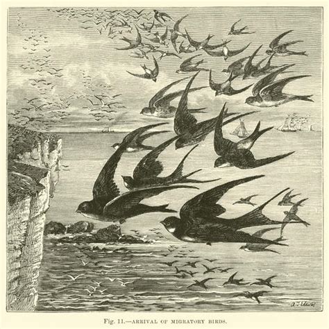 Arrival Of Migratory Birds Giclee Print