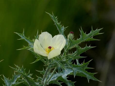 彰化二水花旗木 清泉小棧 Udn部落格