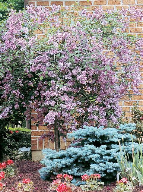 Weeping Juliana Hers Lilac Small Delicately Leaved Weeping