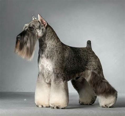 Hand Carded Show Schnauzer Cut Schnauzer Grooming Schnauzer Breed