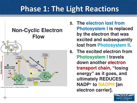Photosynthesis Part I Overview And The Light Dependent Reactions Ppt Download