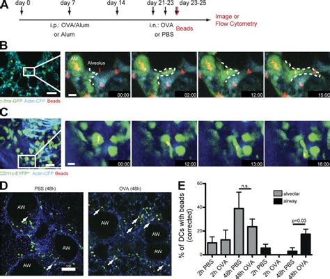 Dcs Directly Phagocytose Inhaled Antigens And Accumulate Model Antigen