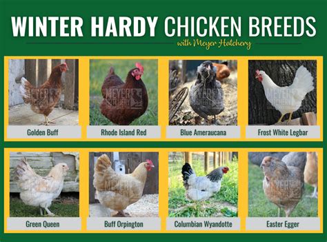 Chicken Breeds Best Chicken Breeds For Beginners Grubbly Farms