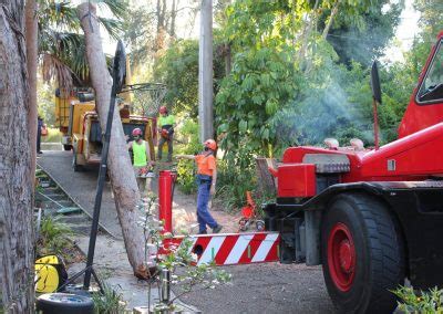 The Tree Cutting Company Tree Cutting Services Sydney Cost Prices