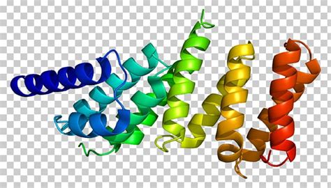 Eukaryotic Initiation Factor Eif4g3 Eukaryotic Translation Eif4e Png Clipart 4 G Eif Eif4e