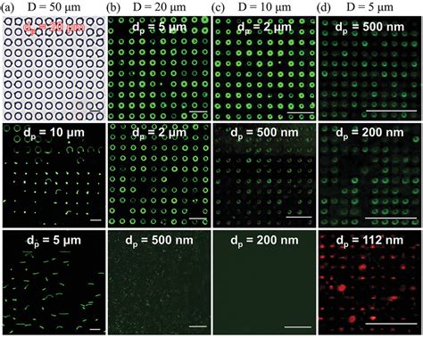 Geometric Regulation Of Micropillar Diameter D For Tuning The Download Scientific Diagram