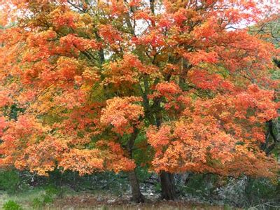 GOING ON ADVENTURES Head West For Amazing Fall Color