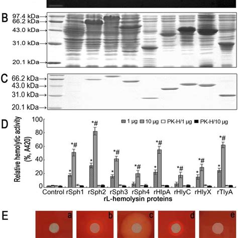 Expression Purification And Hemolytic Activity Of Rl Hemolysin