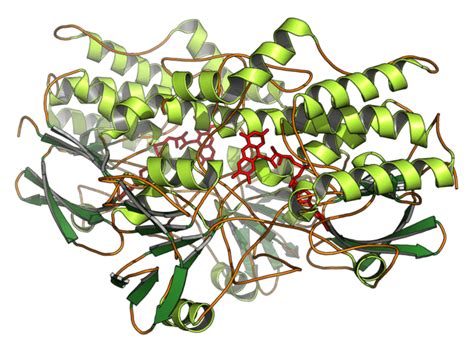Flavin Containing Monooxygenase Wikiwand