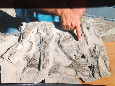 Isocrinus Sp Mass Mortality Plate Crinoids And Blastoids The Fossil