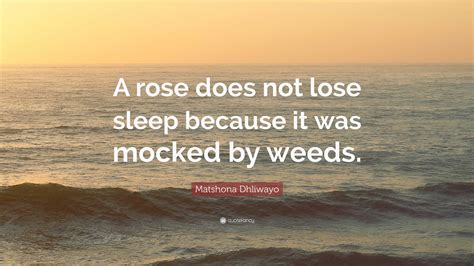 Matshona Dhliwayo Quote “a Rose Does Not Lose Sleep Because It Was