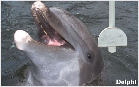 Delphi Drc Captive Cetaceans Wiki Fandom