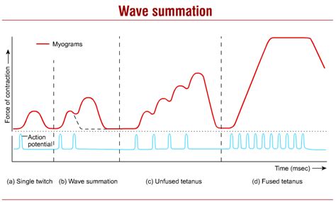 Wave Summation In Muscles