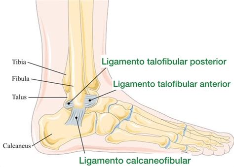 Ligamentos Anatomia Do Pe