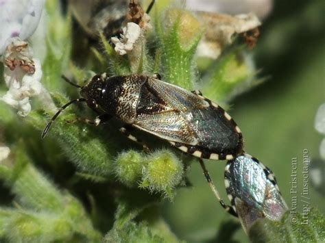 Photo 55165 Hemiptera Sp