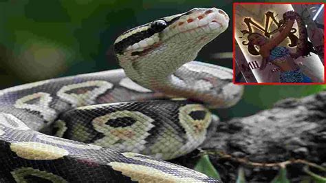 Python Attack కొండచిలువను ముద్దు పెట్టుకుంటూ సెల్ఫీ చివరకు ఈ యువతికి