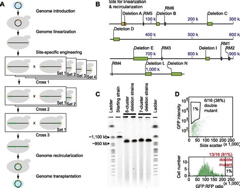 Bacterial Genome Reduction Using The Progressive Clustering Of